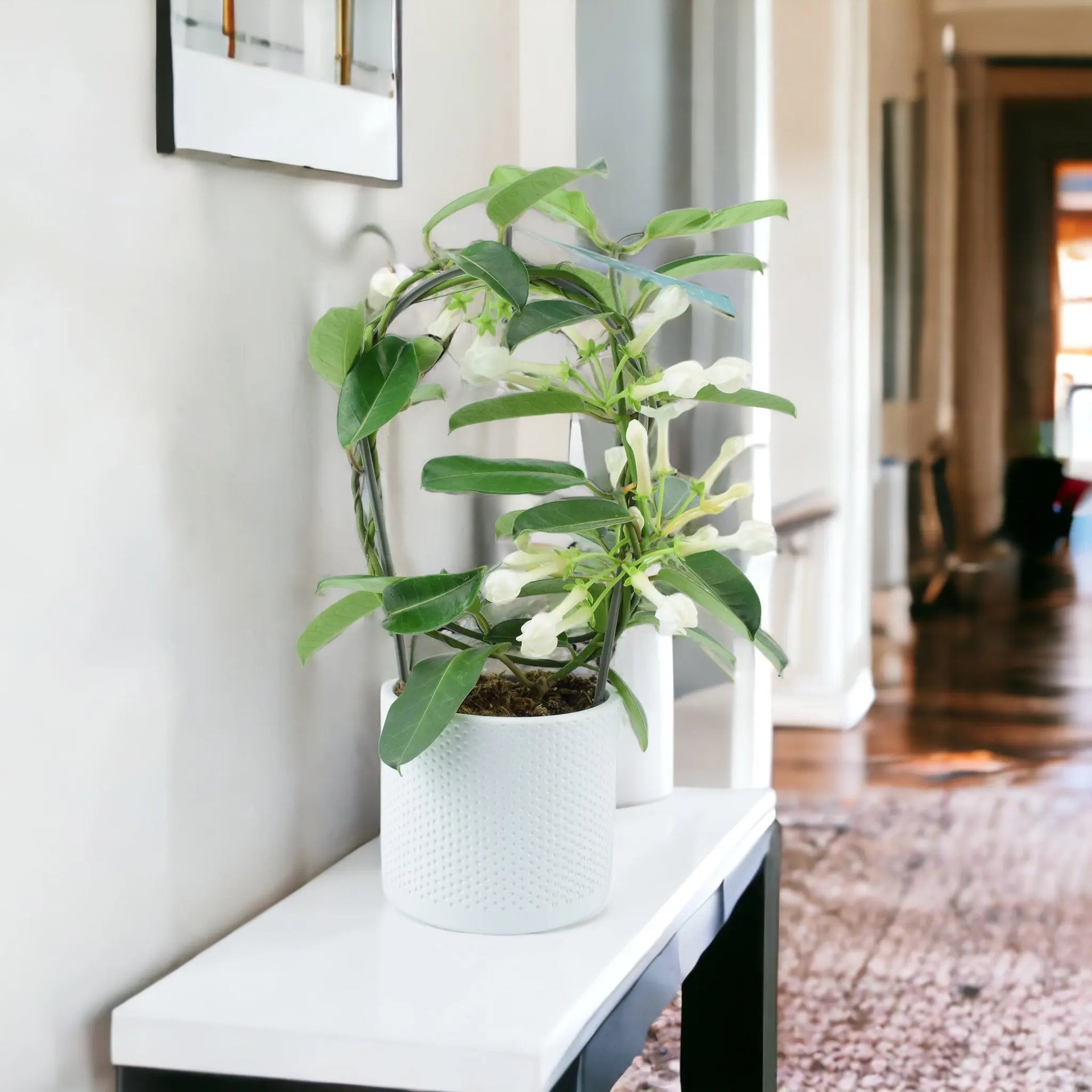 Sympathy Plants & Thinking of You Plant Gifts | Plants By Post