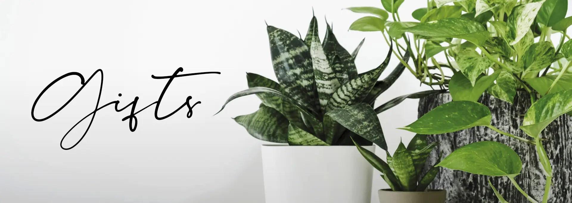 Plant Gifts Delivered | Plants By Post