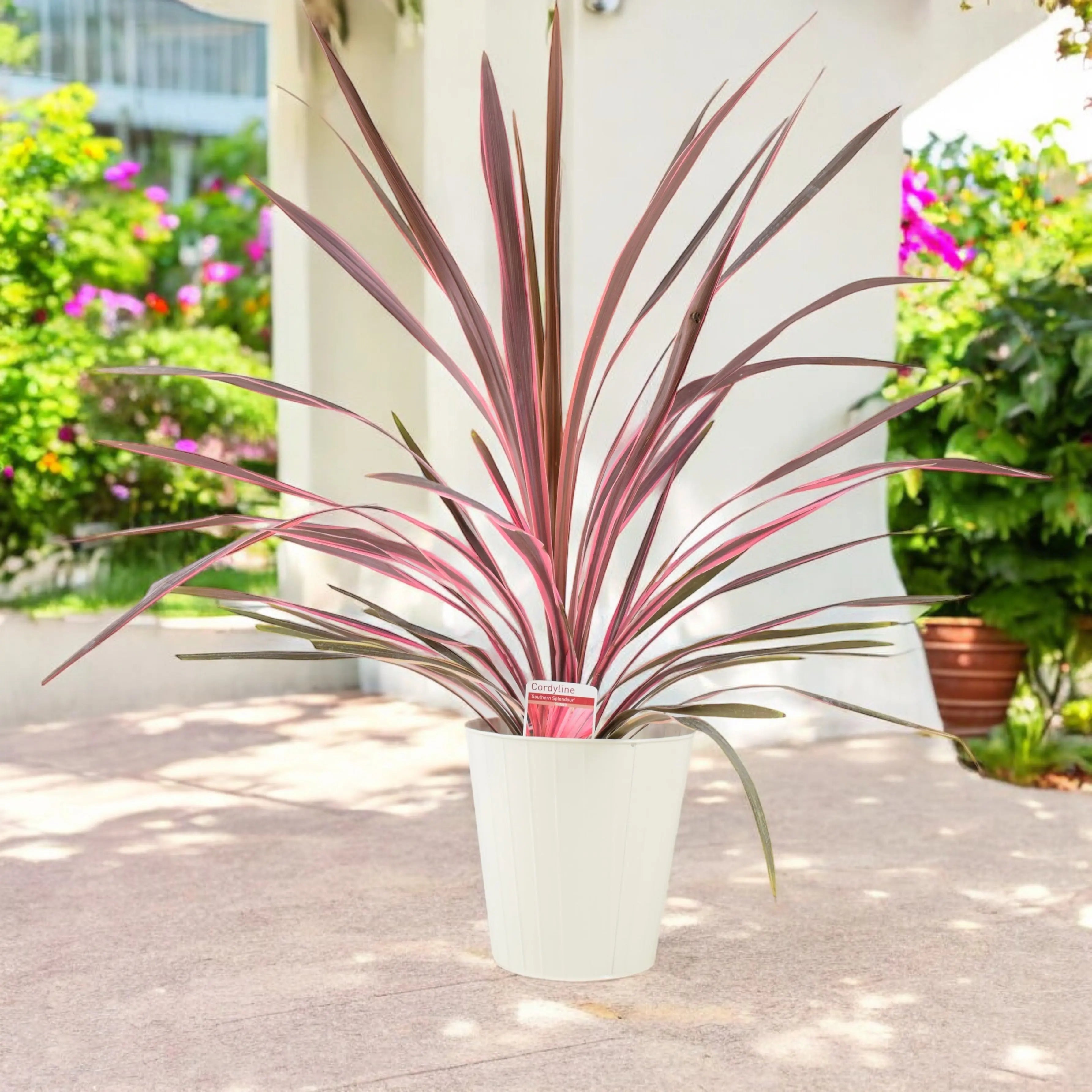 Cordyline Southern Splendor - Plants By Post