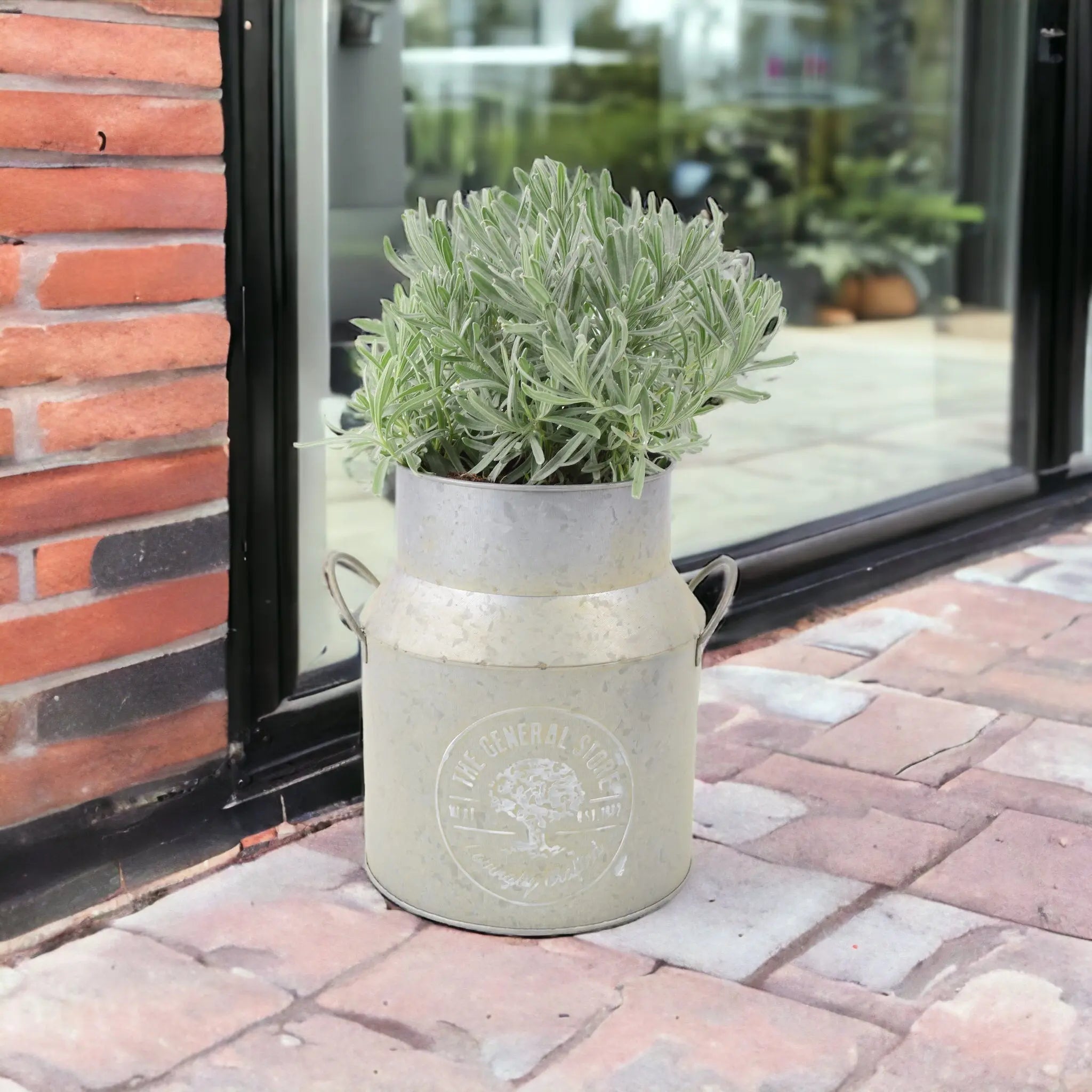 Lavender Augustifolia in Milk Churn Planter - Plants By Post