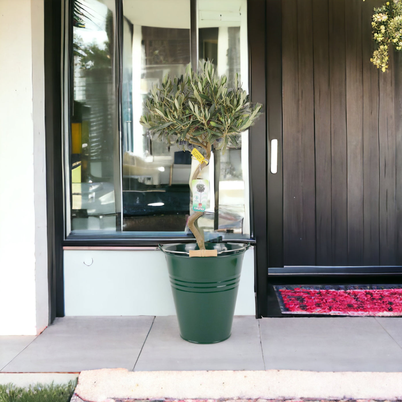 Shop & Send Plants By Post