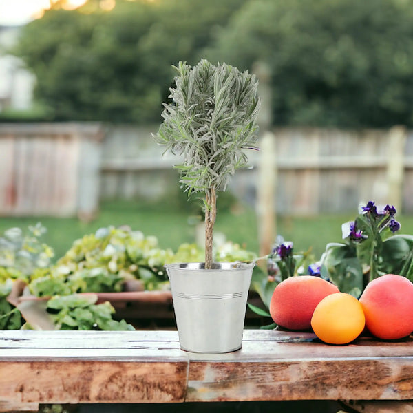 Shop & Send Plants By Post