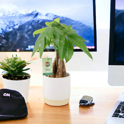 Shop & Send Plants By Post