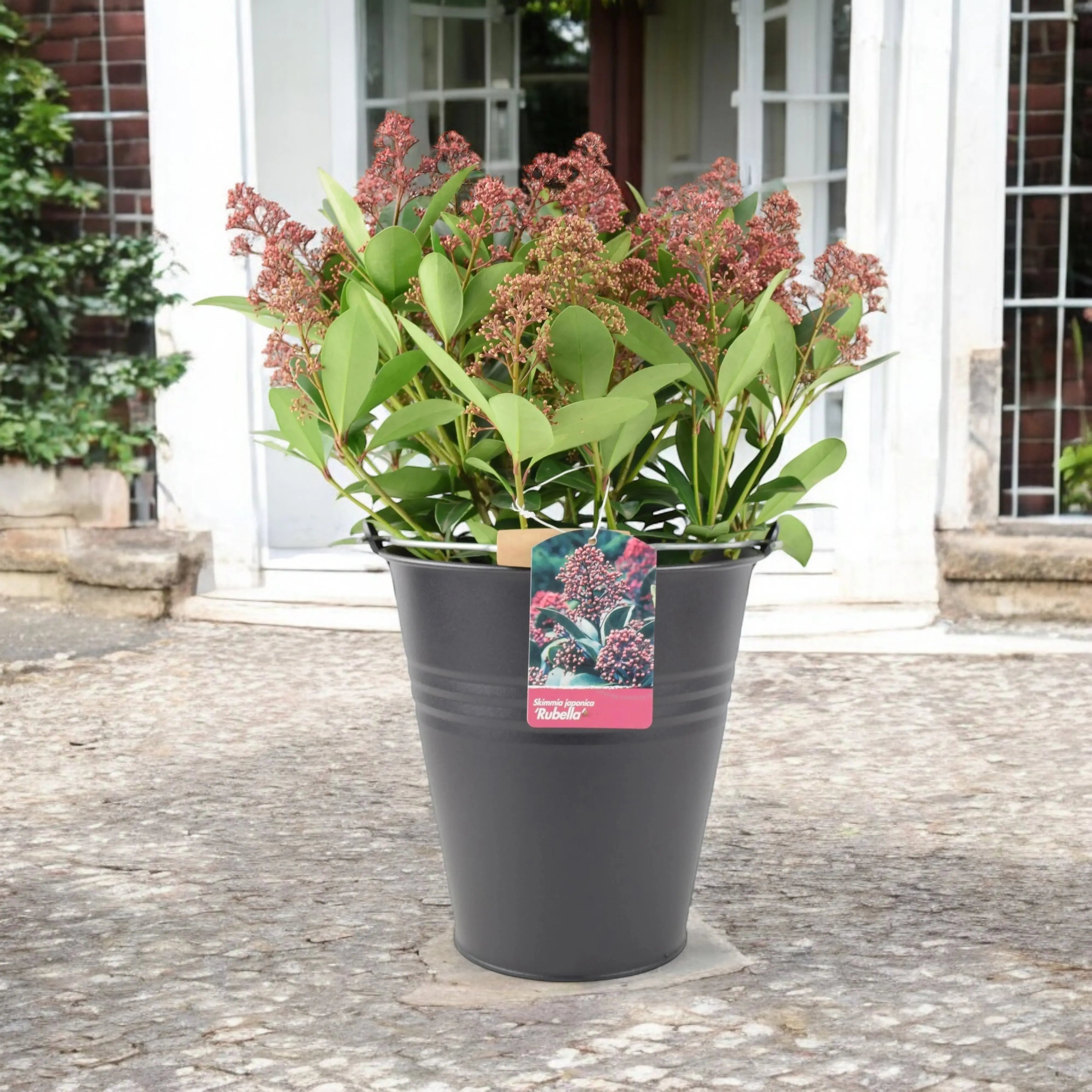 Skimmia Japonica Rubella | Plants By Post
