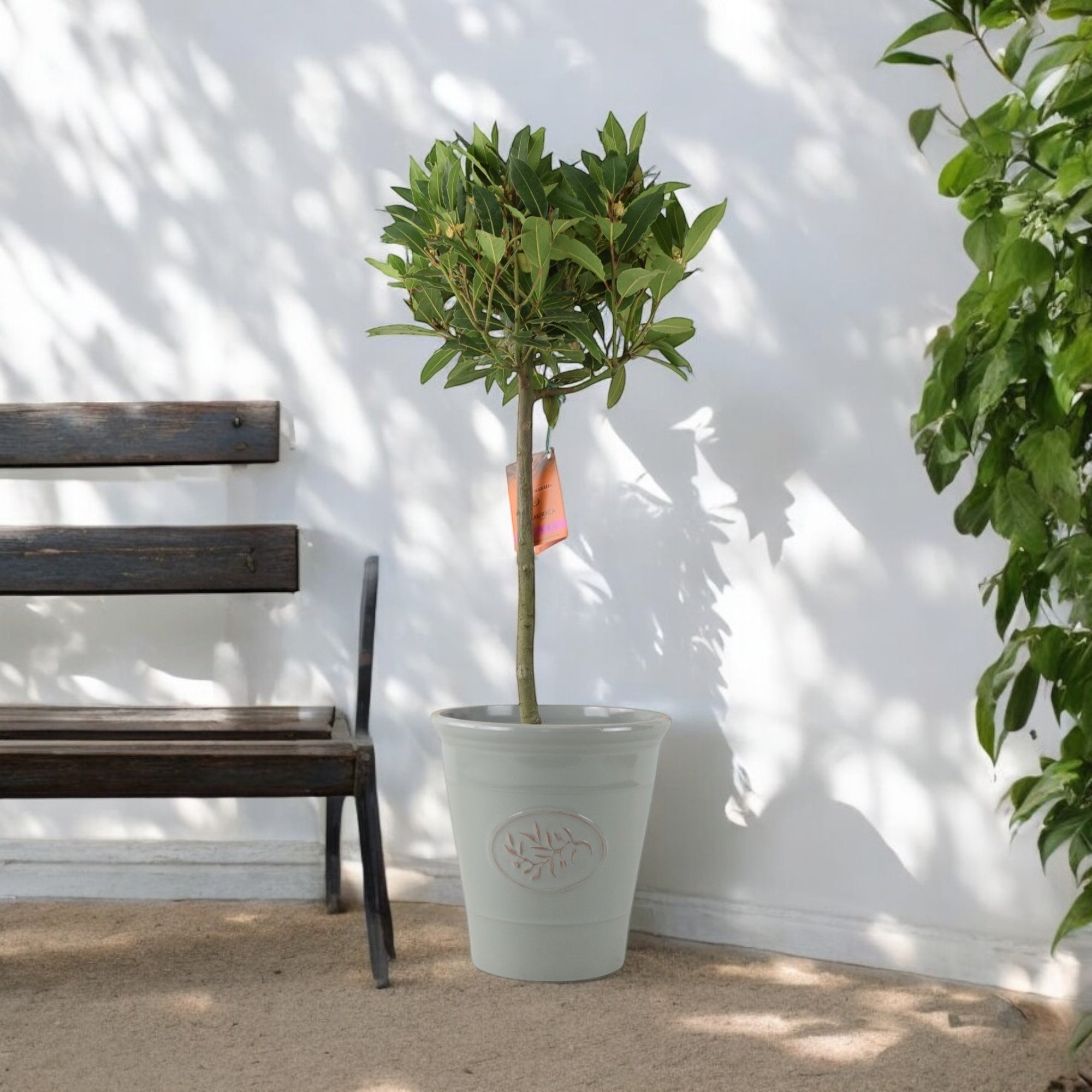Bay Tree Standard - 90cm Hardy Evergreen Laurus Nobilis for UK Gardens ...