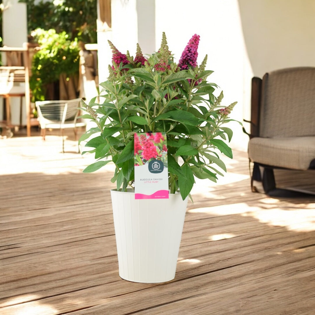 Butterfly Bush Little Ruby – 5L Pot – Compact Buddleja for Pollinator ...