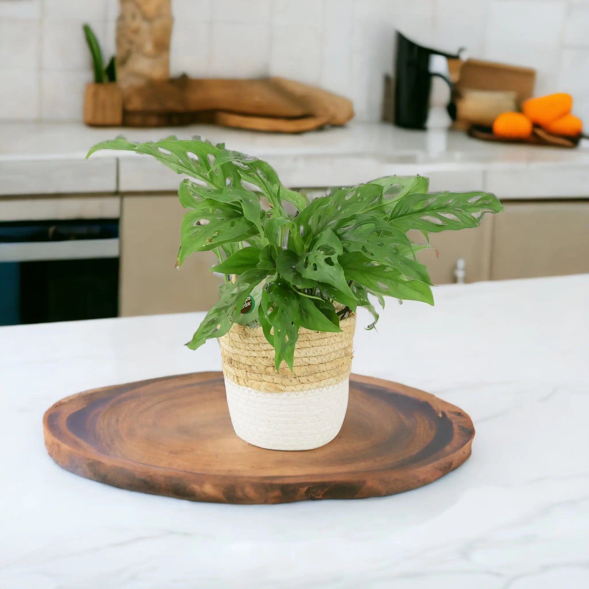 Monstera Monkey Cheese Plant 12cm - Plants By Post