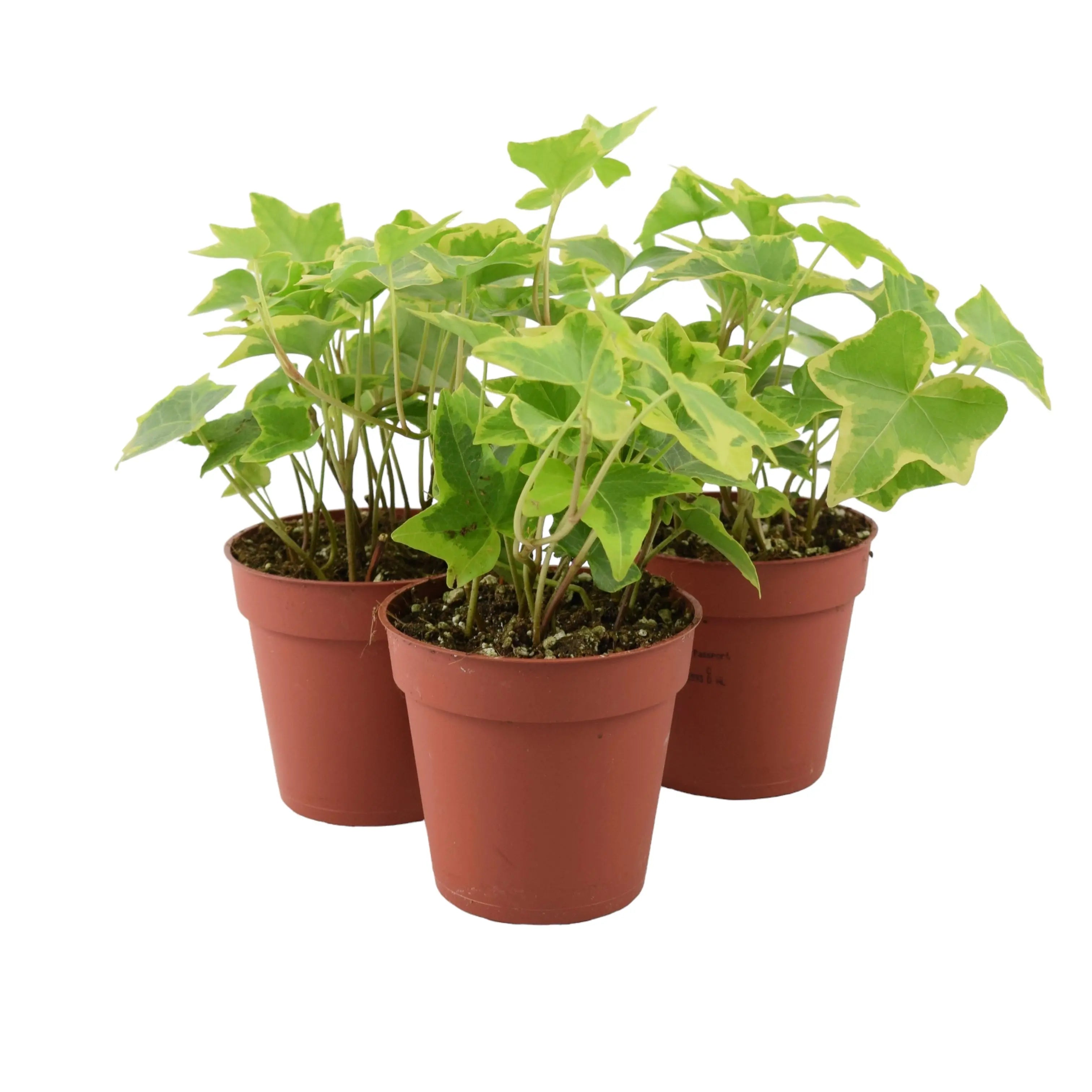 Ivy (Hedera) Trailing Gold 9cm Pot - Plants By Post