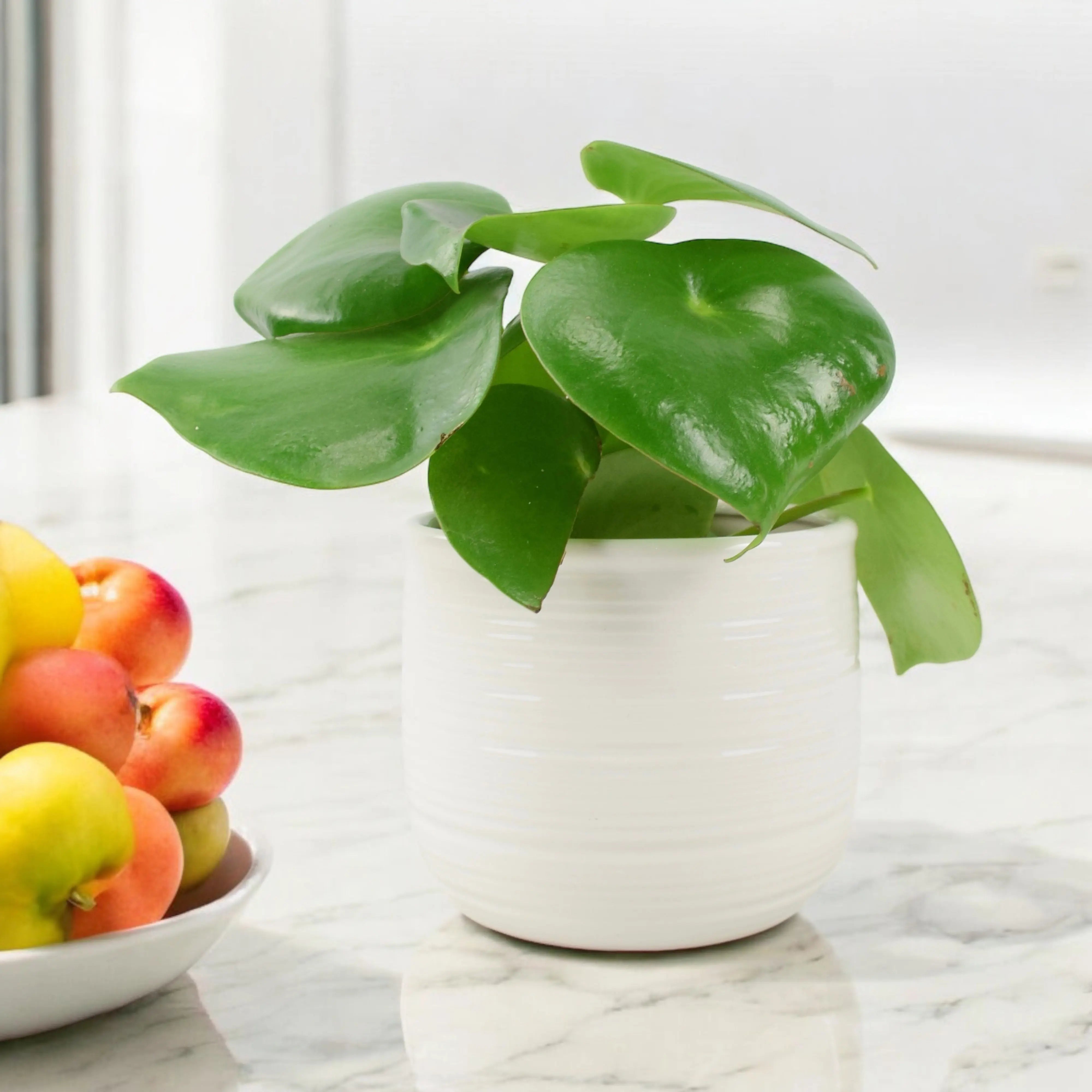Peperomia Polybotrya Raindrop - Plants By Post
