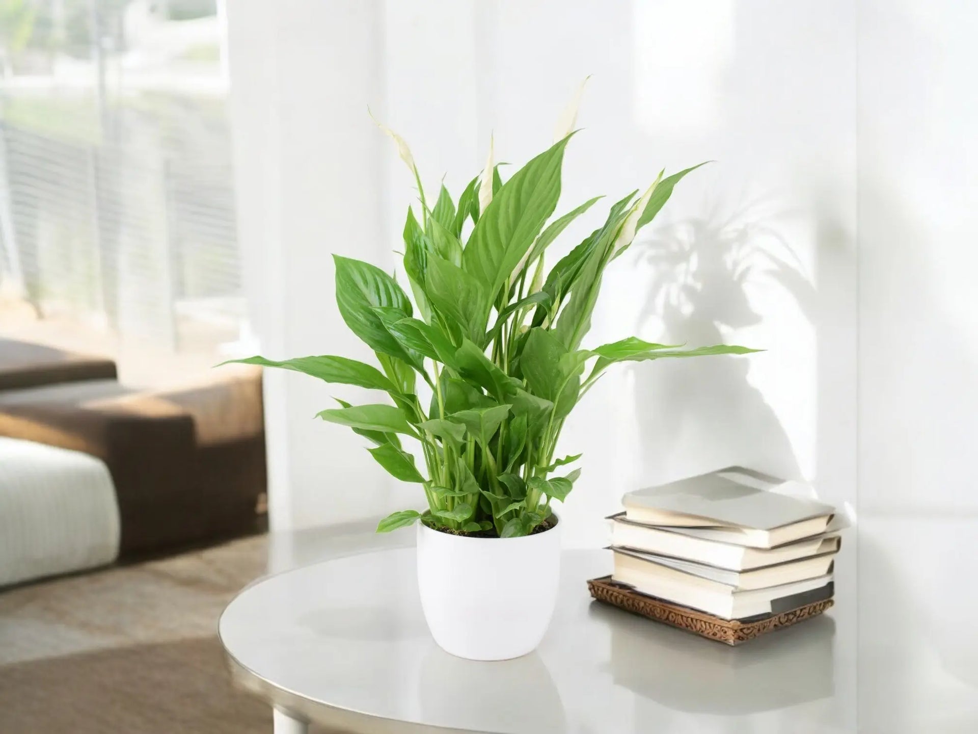 Plant Gifts Delivered | Plants By Post