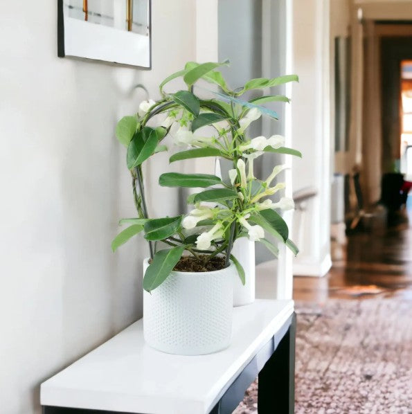 Plants By Post