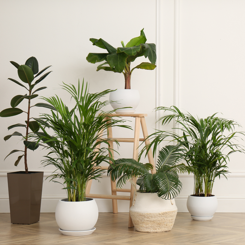 Plants By Post