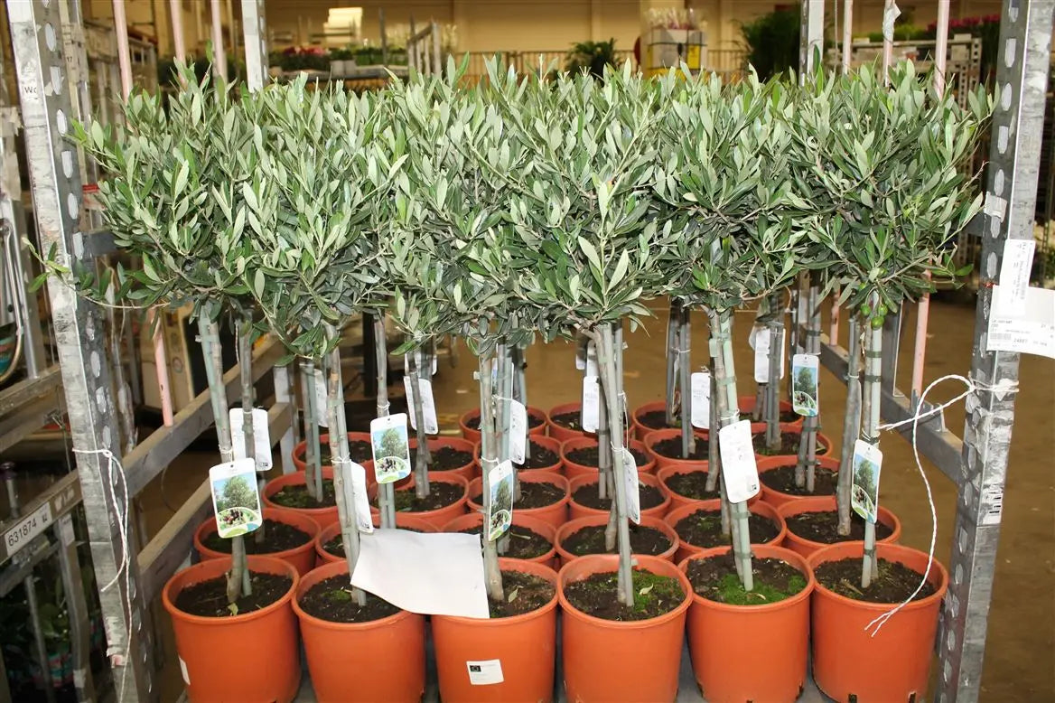 Olive Trees For Sale - 90/100cm Tall - Plants By Post