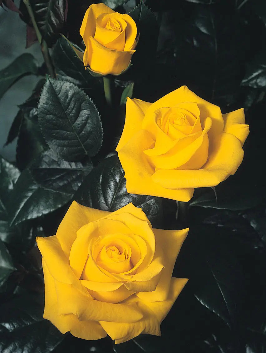 Golden Wedding Rose - Plants By Post