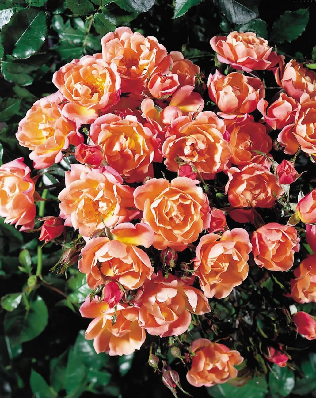 Rose Happy Retirement 5.5L – Plants By Post